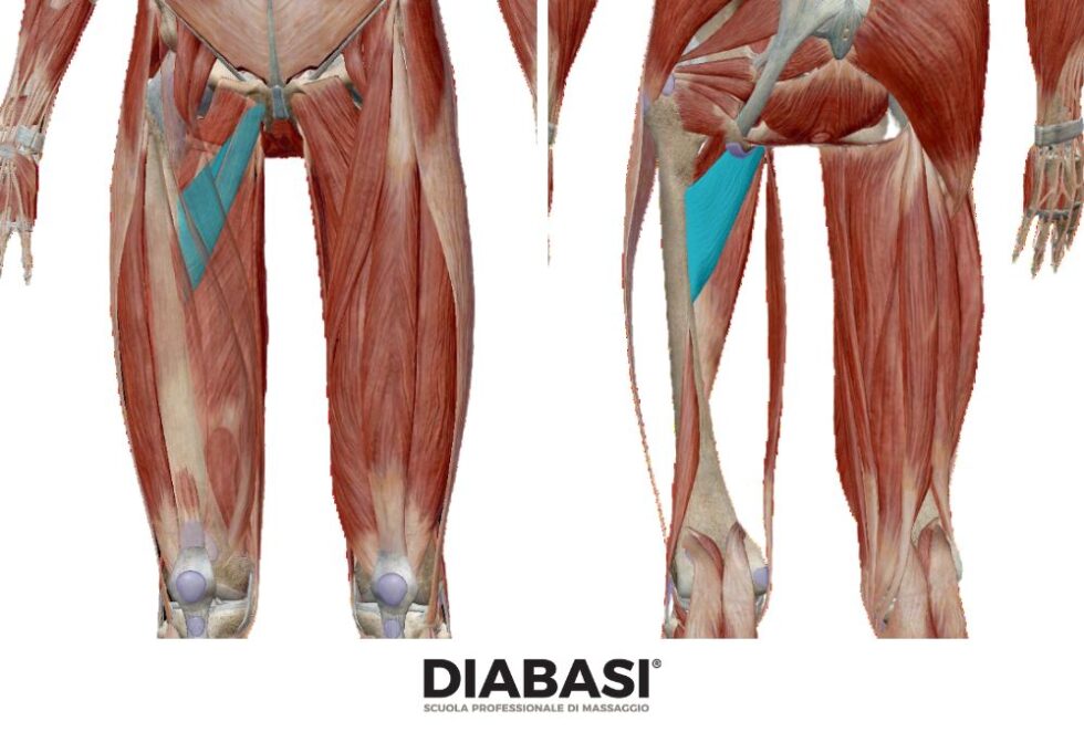 Adduttore Breve: Anatomia e Massaggio | DIABASI®