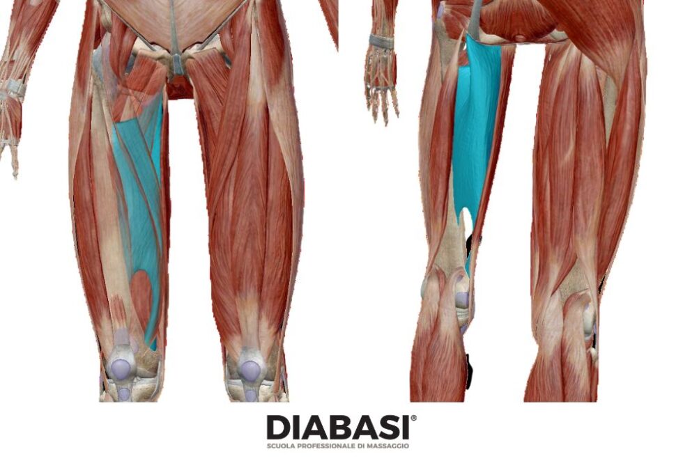 Adduttore Grande: Anatomia e Massaggio | DIABASI®