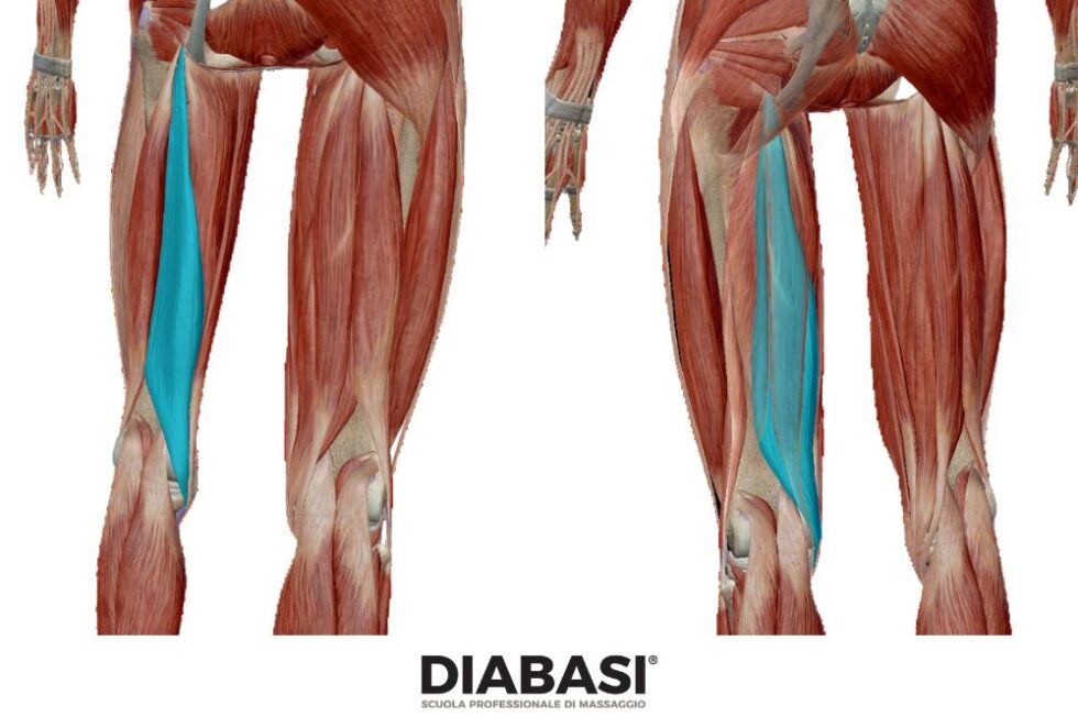 Semimembranoso: cenni di anatomia e massaggio | DIABASI®