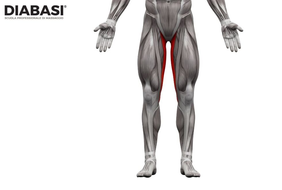 Muscolo Gracile: Anatomia e Massaggio | DIABASI®