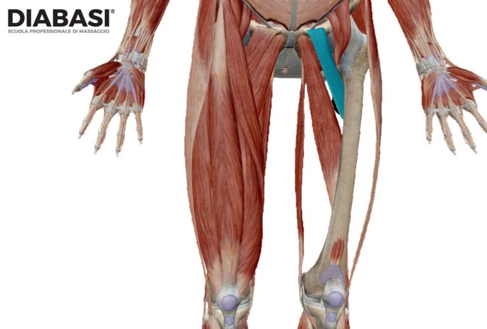 Muscolo Pettineo: Anatomia e Massaggio - DIABASI® | Scuola ...