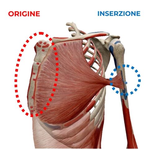 Muscolo Gran Pettorale: Anatomia e Massaggio | Blog DIABASI®